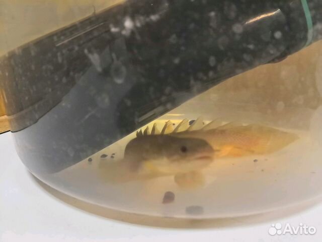 Калабарский Каламоихт рыба змея