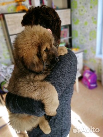 Тибетский мастиф щенки