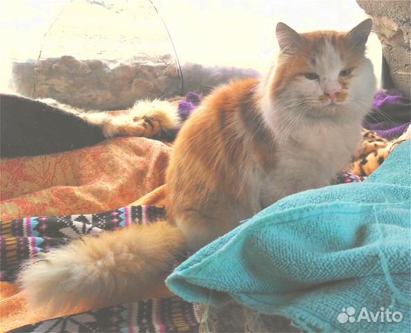 Шикарный харизматичный котей ищет дом