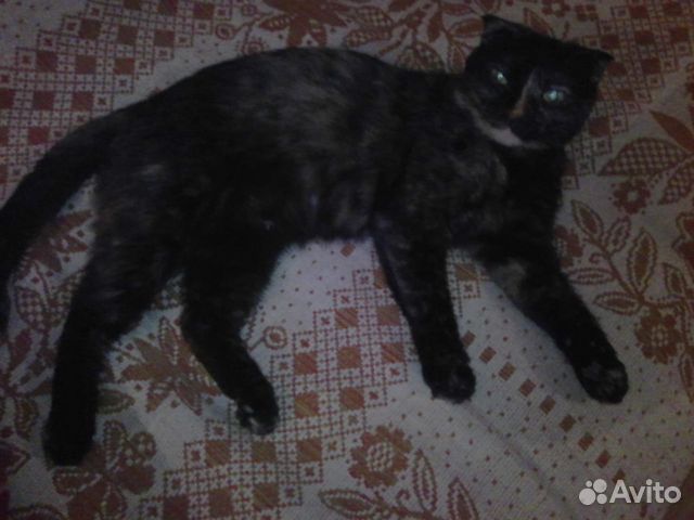 Ищу вислоухого котика для кошки