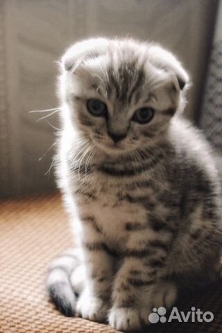 Шатландец вислоухий