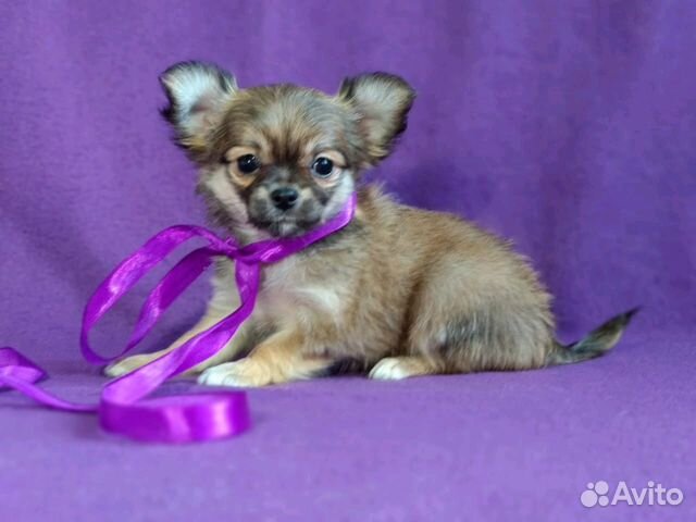 Рыжий соболь девочка стандарт