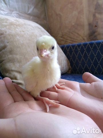 Инкубационное яйцо индейки из Ставрополя