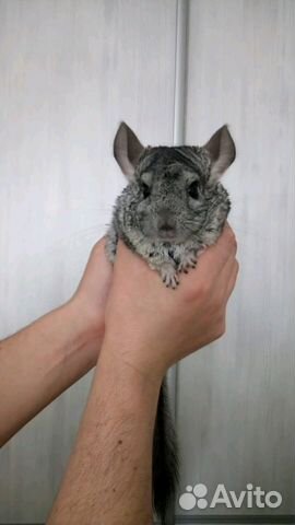 Шиншилла