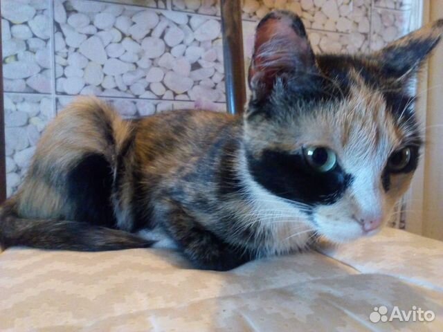 Отдадим в хорошие руки ласковую кошку