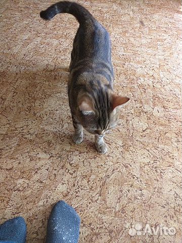 Продам кошку порода шотландская скотти страйт