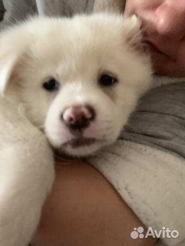 Щенок самоеда