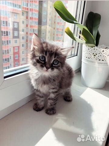 Отдам шикарного котёнка сибирского окраса