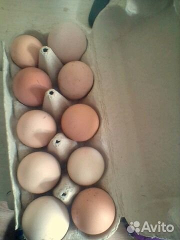 Инкубационное яйцо