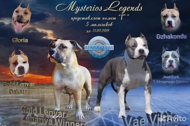 Малыши ам.стаффа,кобели