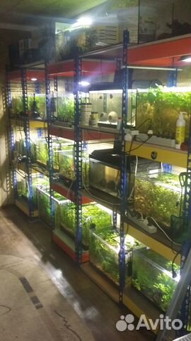 Креветки Рыбки Черви Вольфия Эльфы CO2