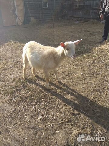 Продается козлик