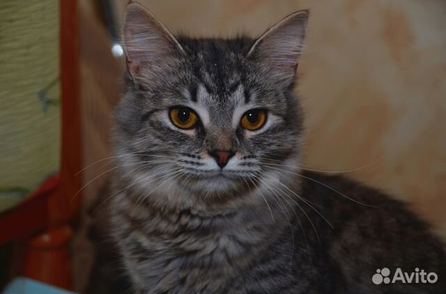 Маленькая кошечка