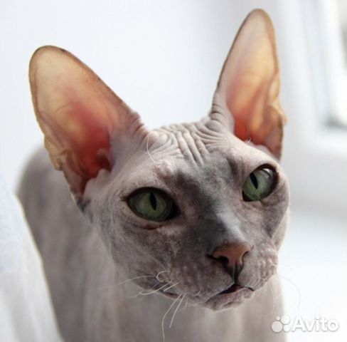 Канадский сфинкс