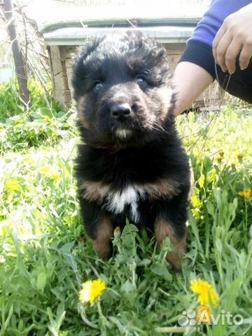 Щенки немецкой овчарки,лохмачи