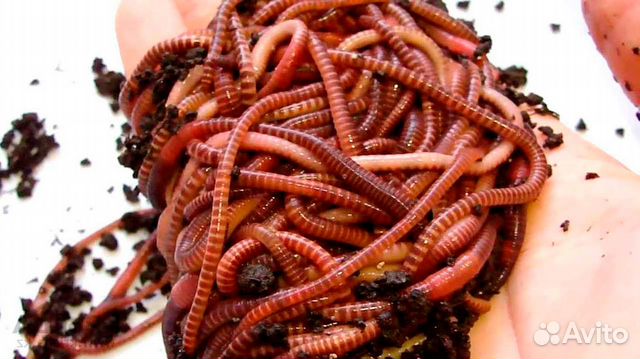 Червь,опарыш, выползок, лягушка, мотыль