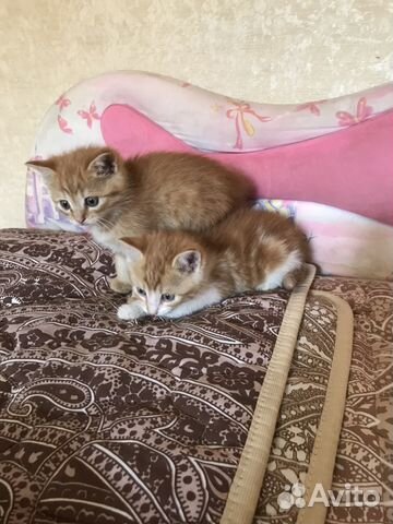 Котята 1.5мес