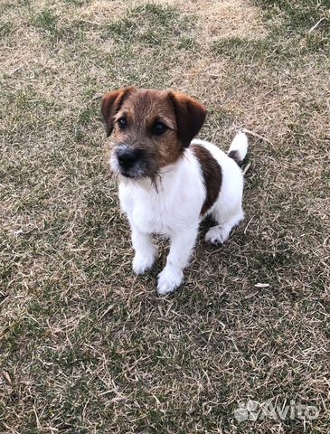 Щенок Джек Рассел терьера, кобель