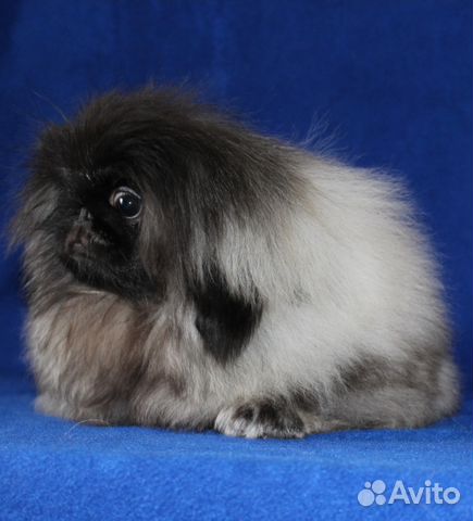 Пекинес очаровашка