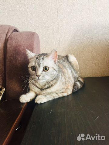 Кошечка