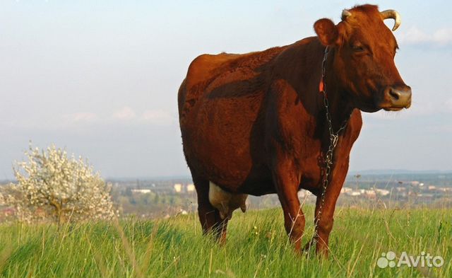 Отличные дойная корова и коза на выбор