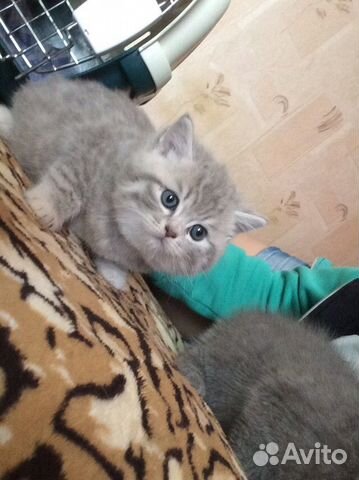 Продам котёнка