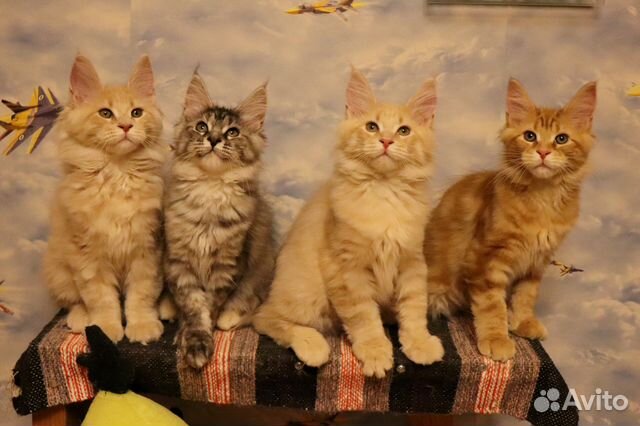 Котята от крупных и эффектных родителей