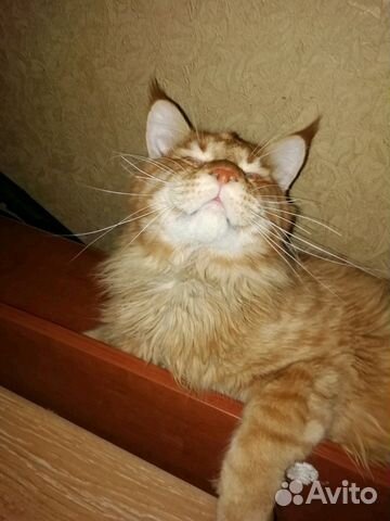 Пара мейн-кунов в разведение