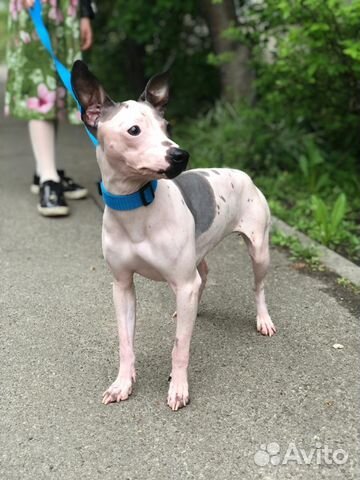 Американский голый терьер