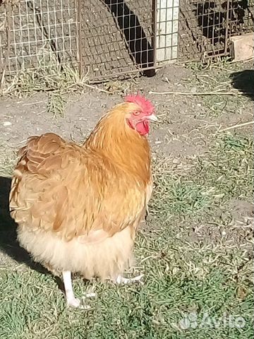 Циплята орпингтона палевого