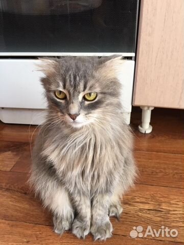 Кошечка Бетти