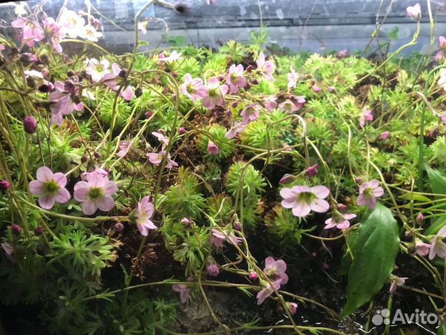 Палюдариум акватеррариум 60 литров