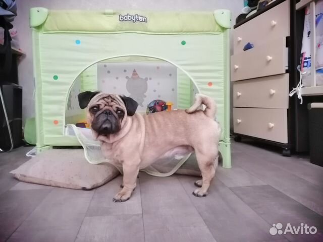 Мопс ищет невесту