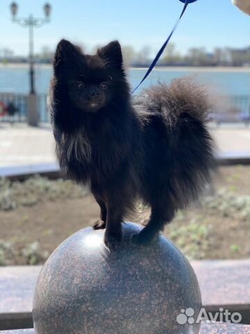 Шпиц вязка кобель