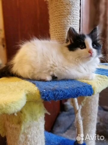 Котенок девочка Мотя 2мес домашняя в дар
