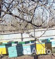 Продам пчёл