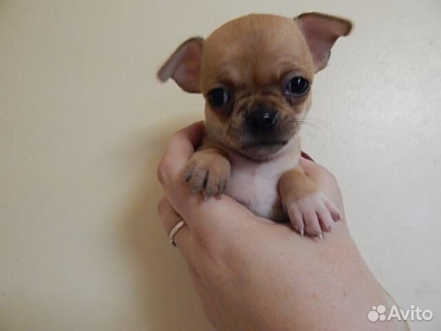 Чихуашки,мини,микро и стандарт