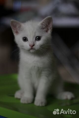 Белоснежные голубоглазые шотландские котята 2мес
