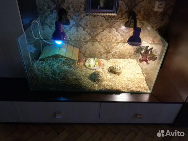 Продаю пару сухопутных черепах с террариумом