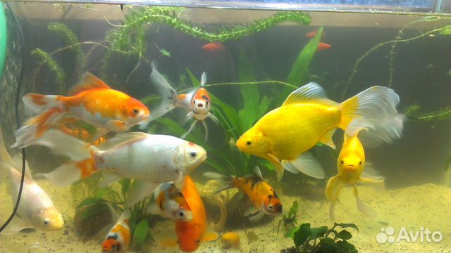 Прудовая рыба, комета, шибункин