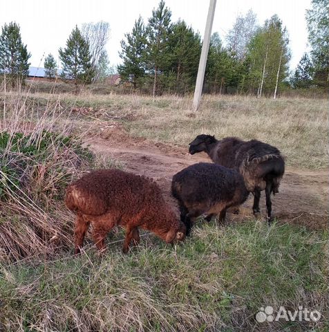 Бараны эдильбаевские