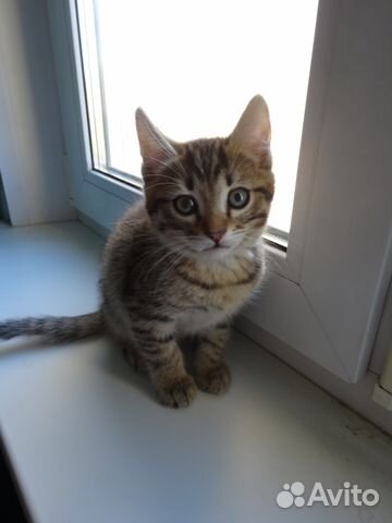 Котенок 2 месяца