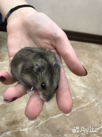 Джунгарский хомяк