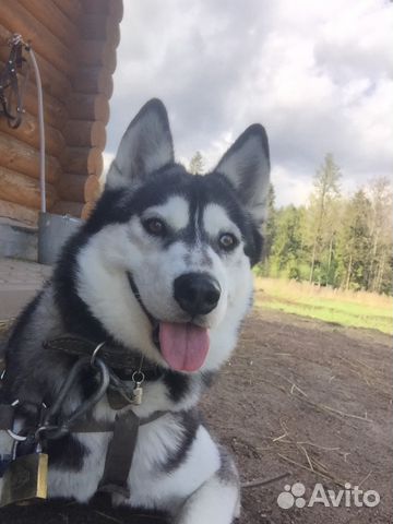 Сибирский хаски