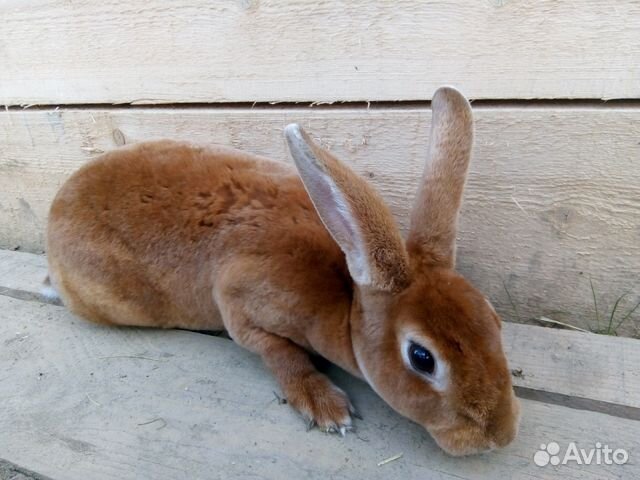 Самки кролика Рекс