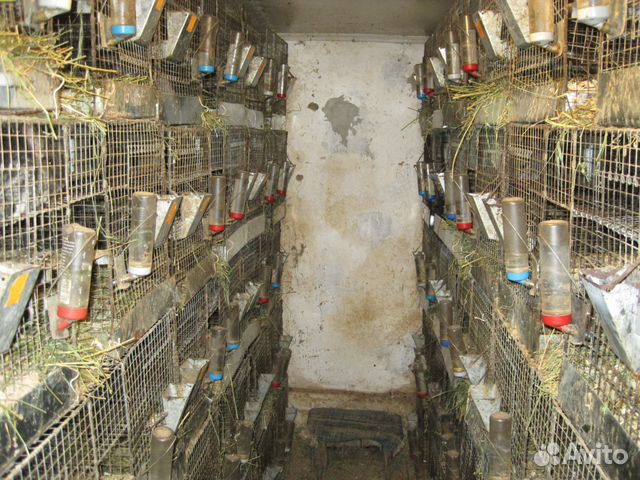 Племенные шиншиллы для создания фермы