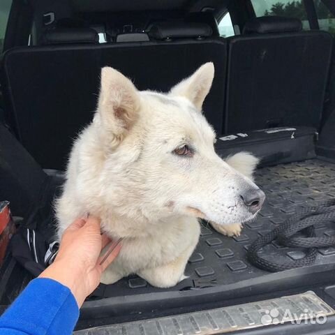 Ищет хозяев