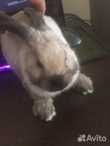 Продаж девочку 1год