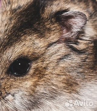 Джунгарские хомяки