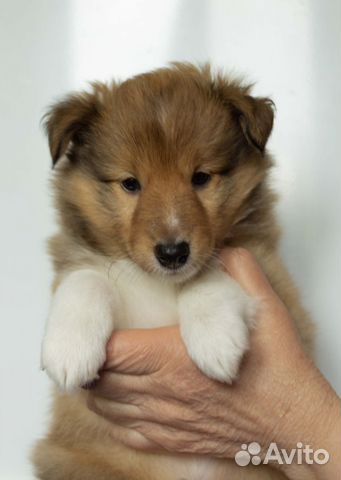 Мальчик шелти